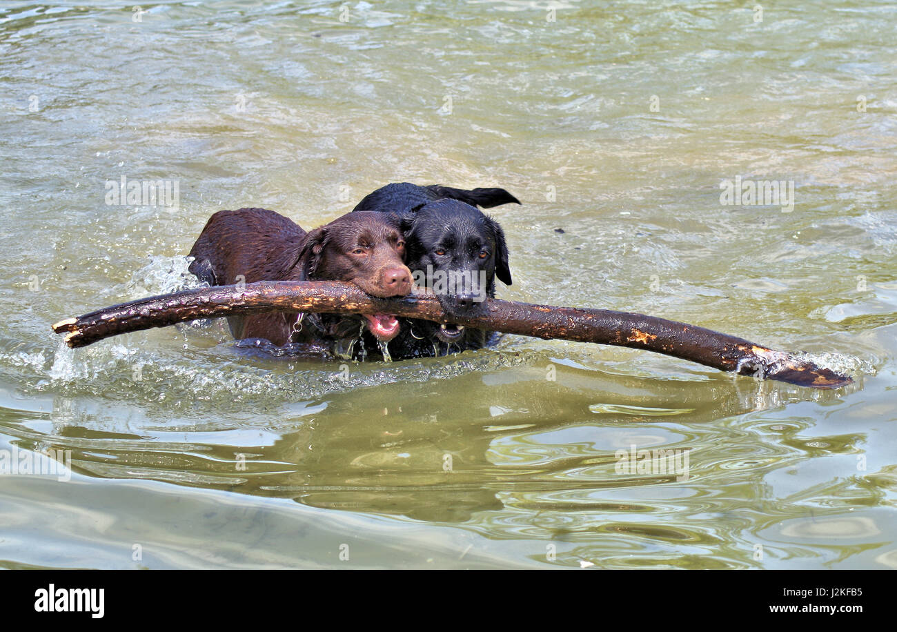 two dogs bringing back a tree branch Stock Photo - Alamy