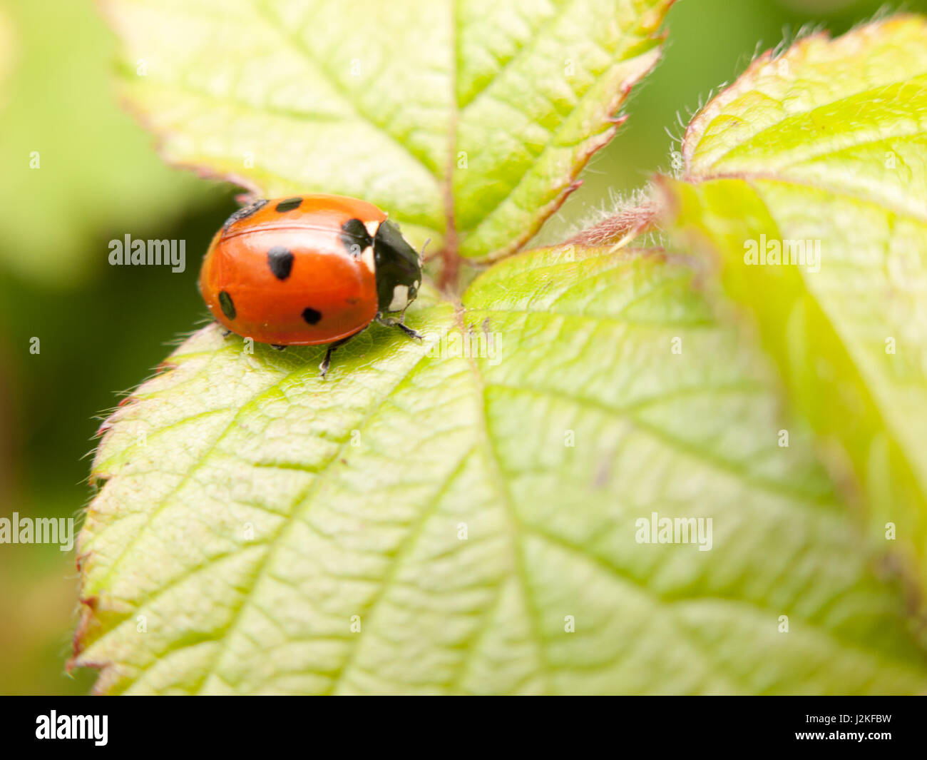 a red and black ladybird resting upon a leaf inside its shell waiting ...