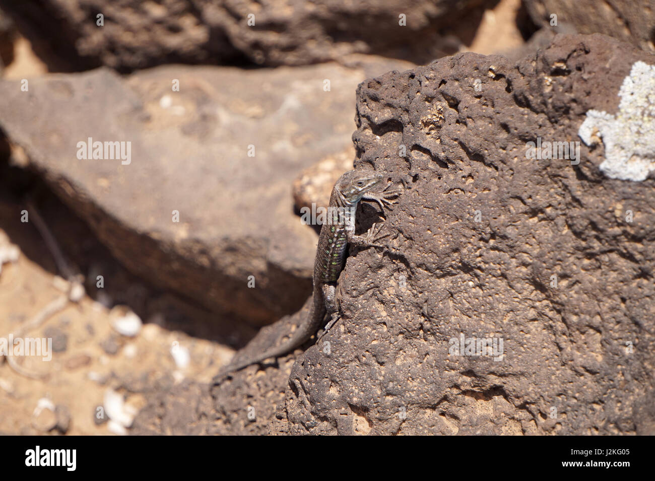 Haria Lizard on Isla de Lobos, Fuerteventura, Spain Stock Photo - Alamy