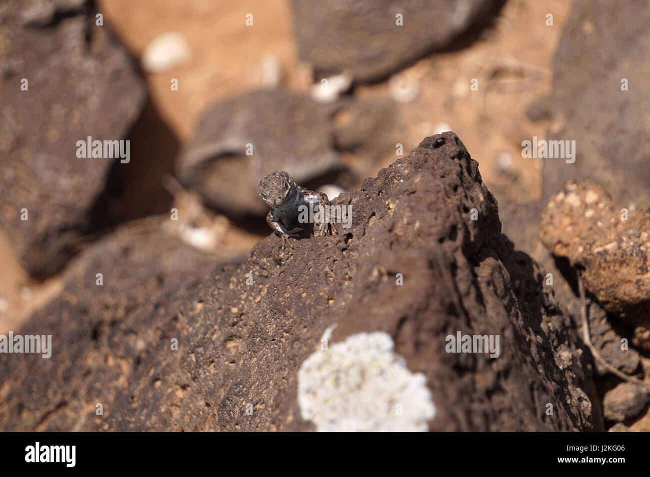 Haria Lizard on Isla de Lobos, Fuerteventura, Spain Stock Photo - Alamy
