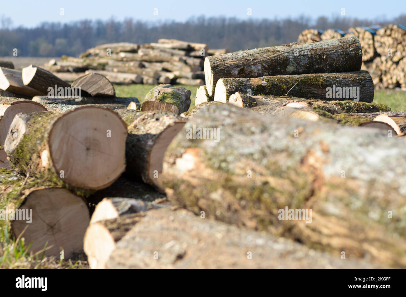 Open field with piles of newly felled tree trunks from a forestry ...