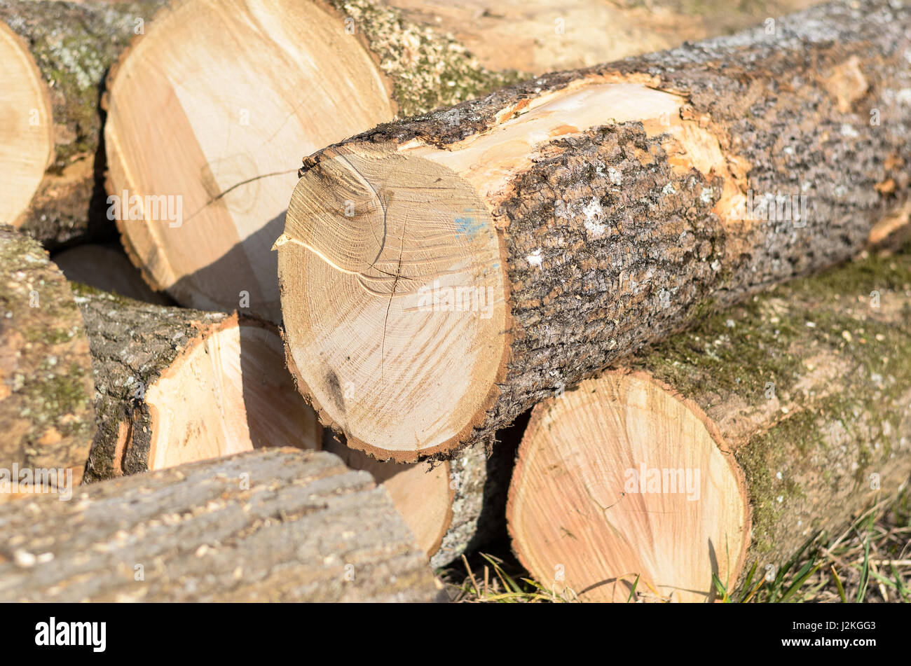 Open field with piles of newly felled tree trunks from a forestry ...