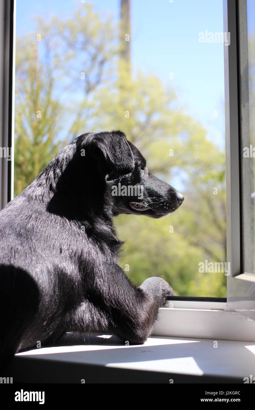Black dog looking out the window waiting for owner Stock Photo - Alamy