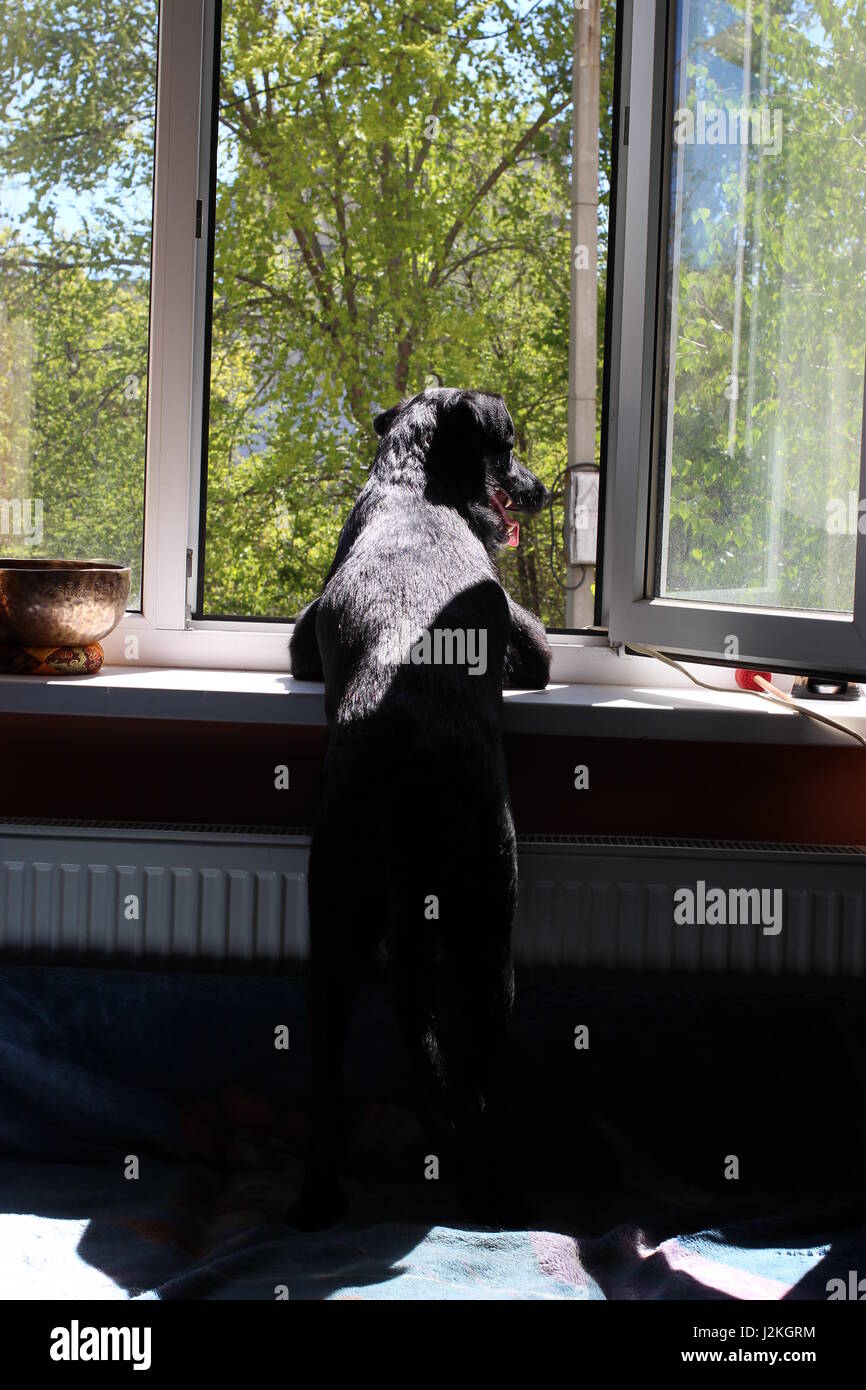 Black dog looking out the window waiting for owner Stock Photo - Alamy