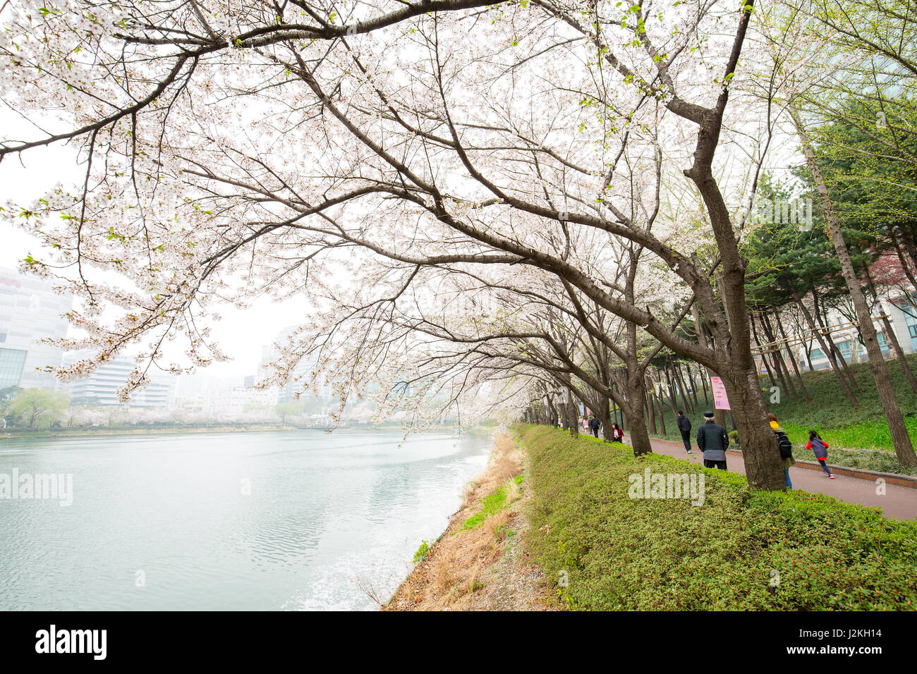 Seokchon Lake Park in Spring with Cherry Blossom Stock Photo - Alamy