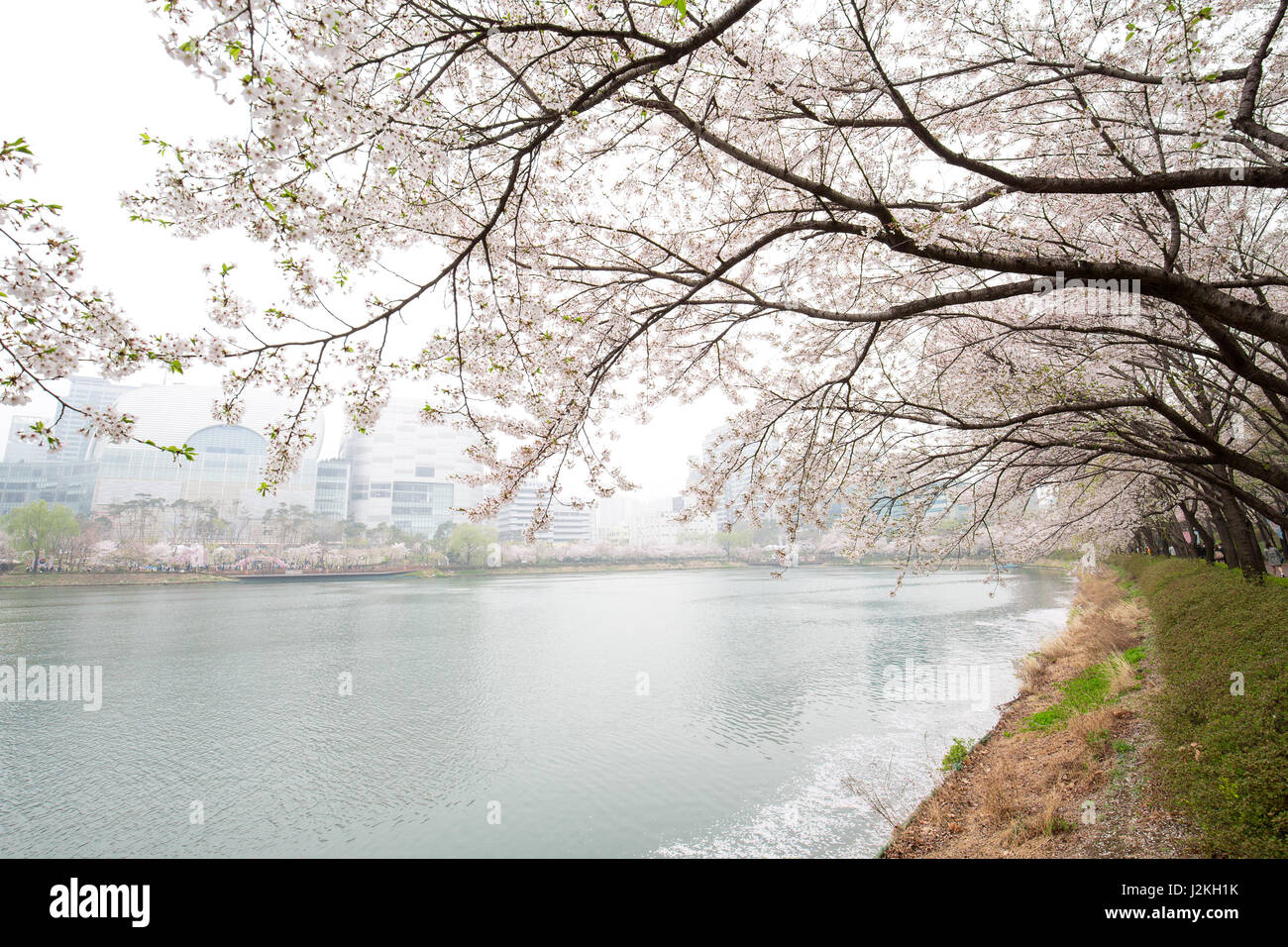 Seokchon Lake Park in Spring with Cherry Blossom Stock Photo - Alamy