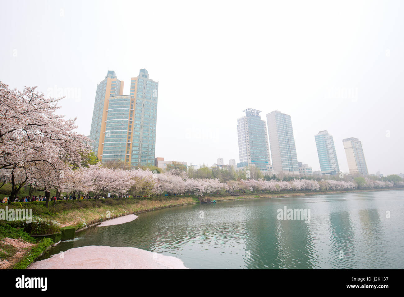 Seokchon Lake Park in Spring with Cherry Blossom Stock Photo - Alamy