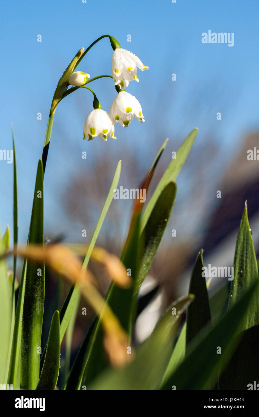 Spring Snowflake (Leucojum vernum) - North Carolina Arboretum ...