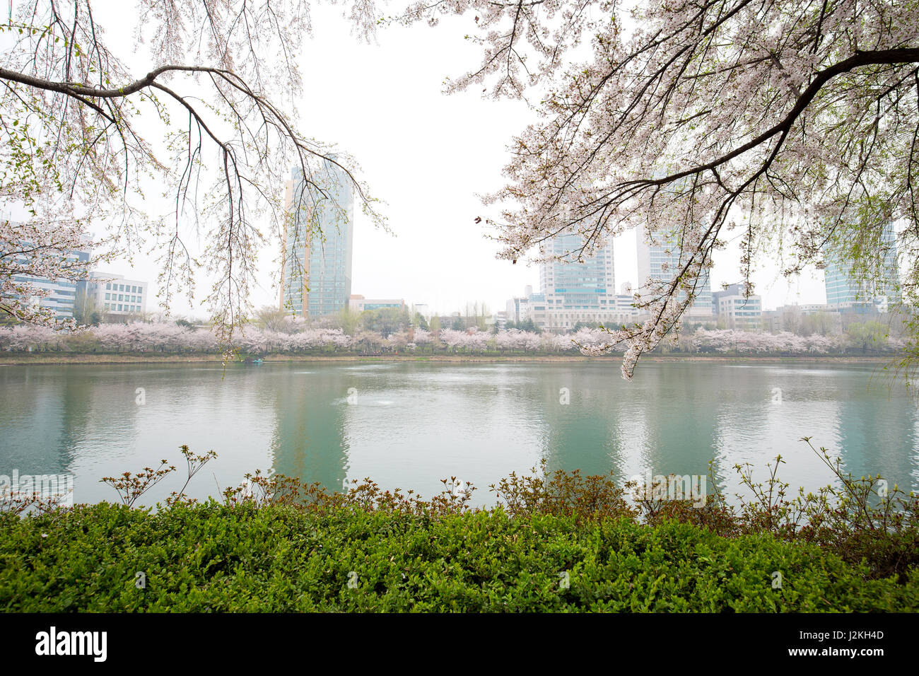 Seokchon Lake Park in Spring with Cherry Blossom Stock Photo - Alamy