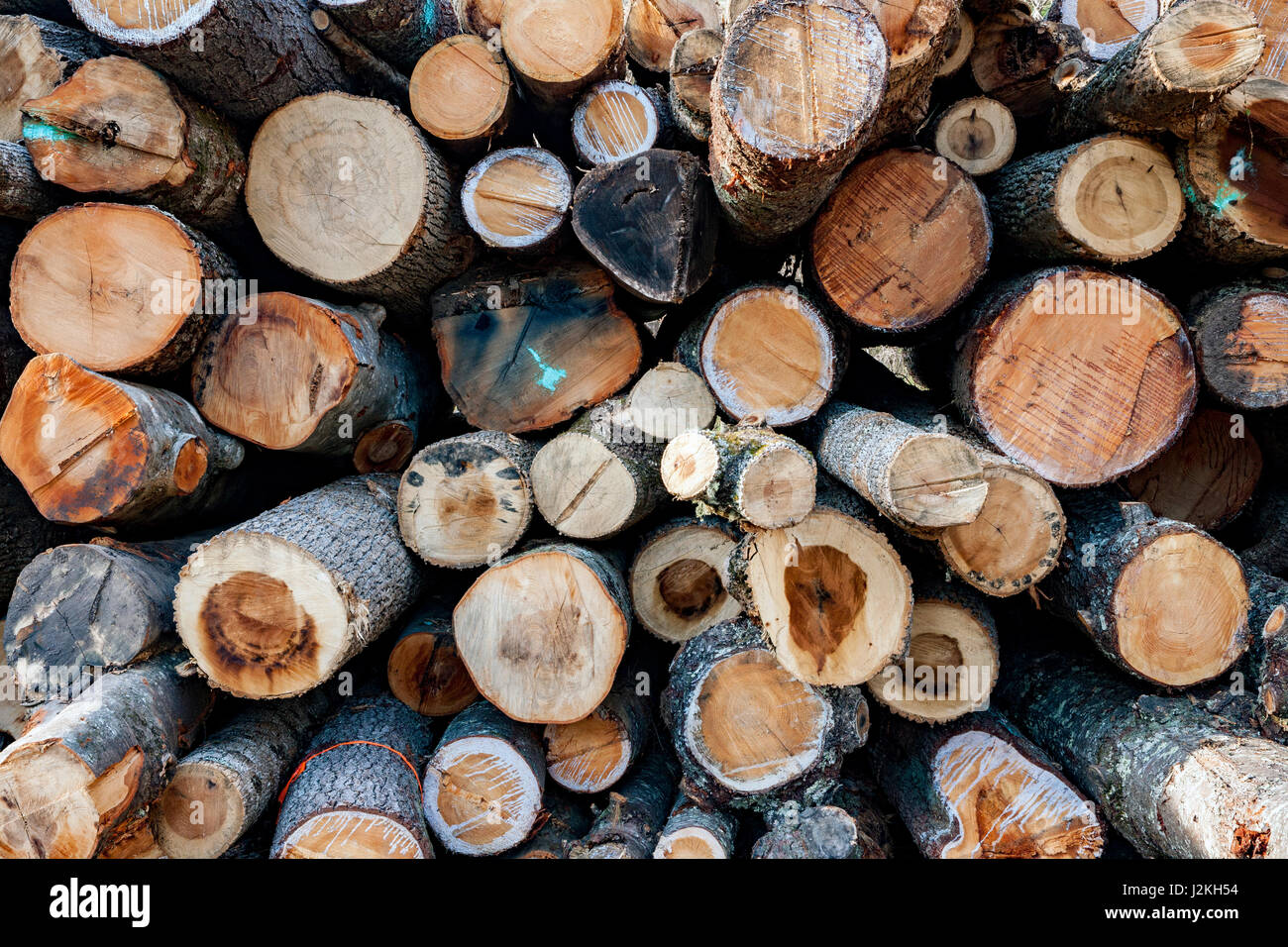 Logging - Pisgah National Forest, near Brevard, North Carolina, USA ...