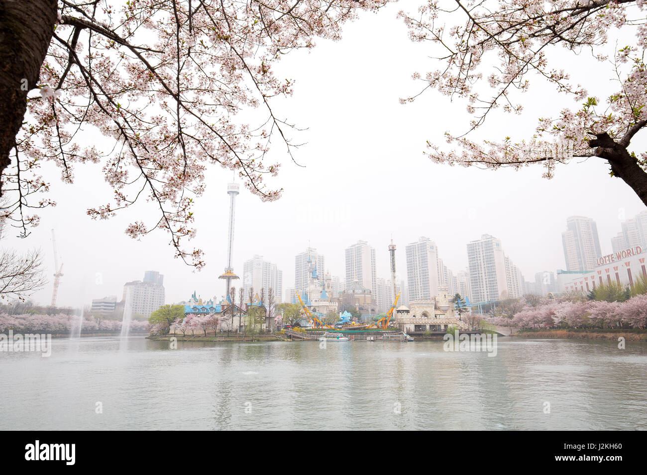 Seokchon Lake Park in Spring with Cherry Blossom Stock Photo - Alamy