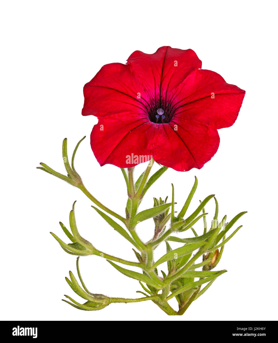 Petunia xhybrida hi-res stock photography and images - Alamy