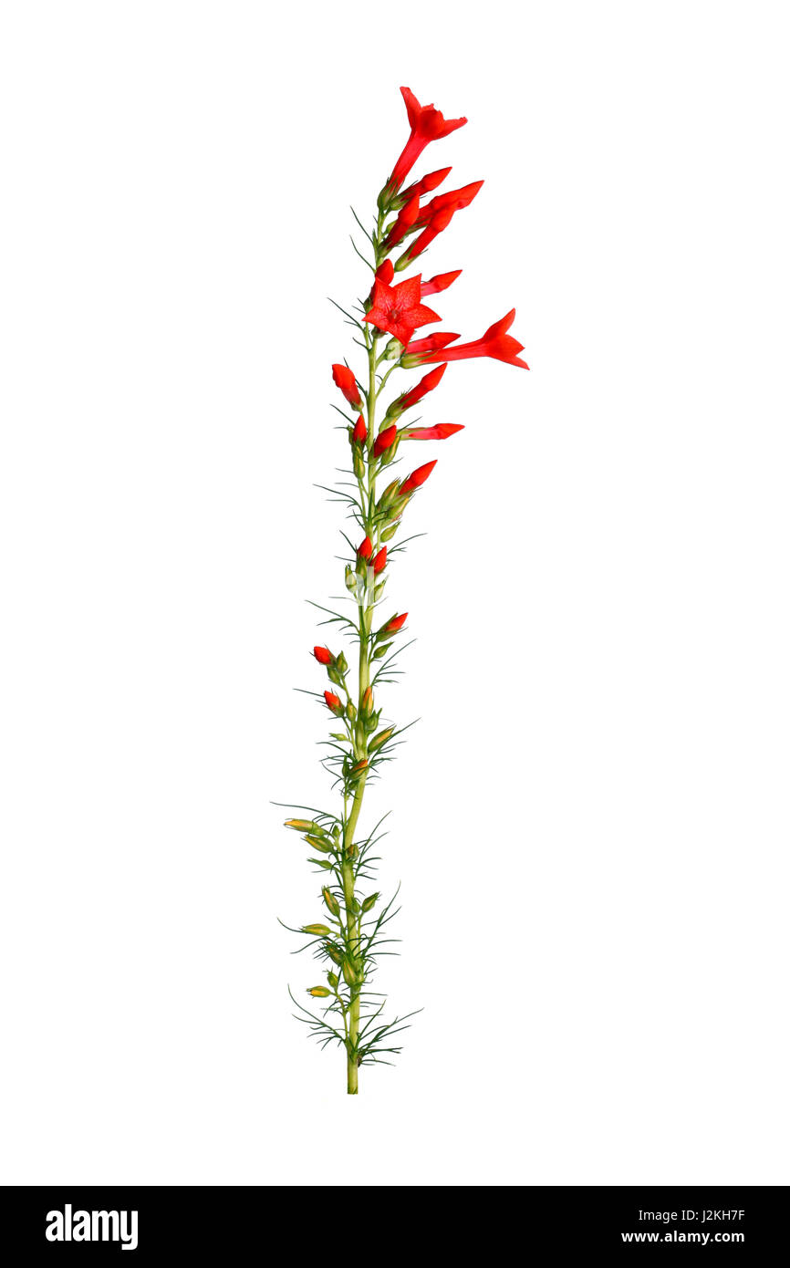 Single stem with bright-red flowers of Ipomopsis aggregata cultivar ...