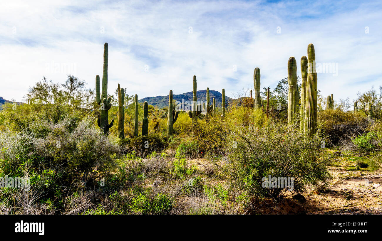 A beautiful landscape of the winter scene of the Arizona desert toward ...