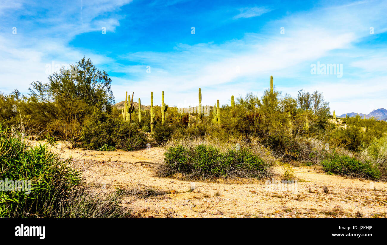A beautiful landscape of the winter scene of the Arizona desert toward ...