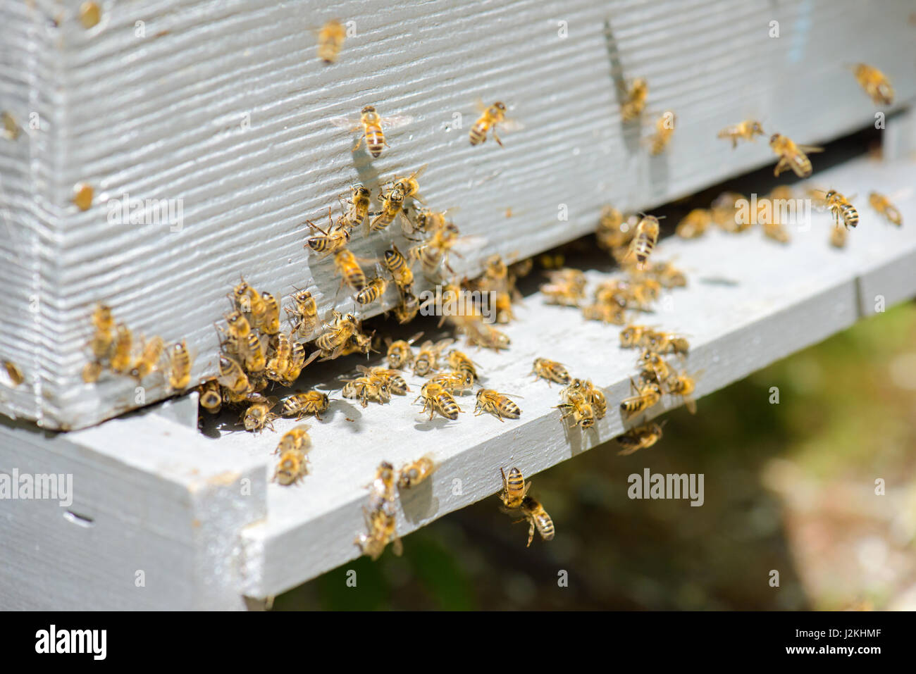 Bees flying around their hive Stock Photo - Alamy