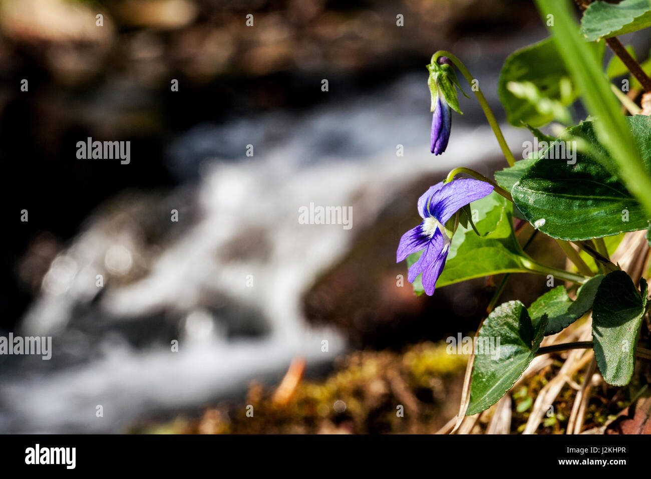 Violet Species - Coontree Trail, Pisgah National Forest, near Brevard ...