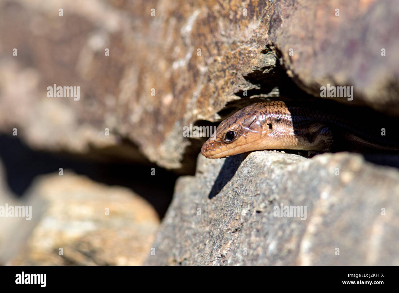 Five-lined Skink (Plestiodon fasciatus) - North Carolina Arboretum ...
