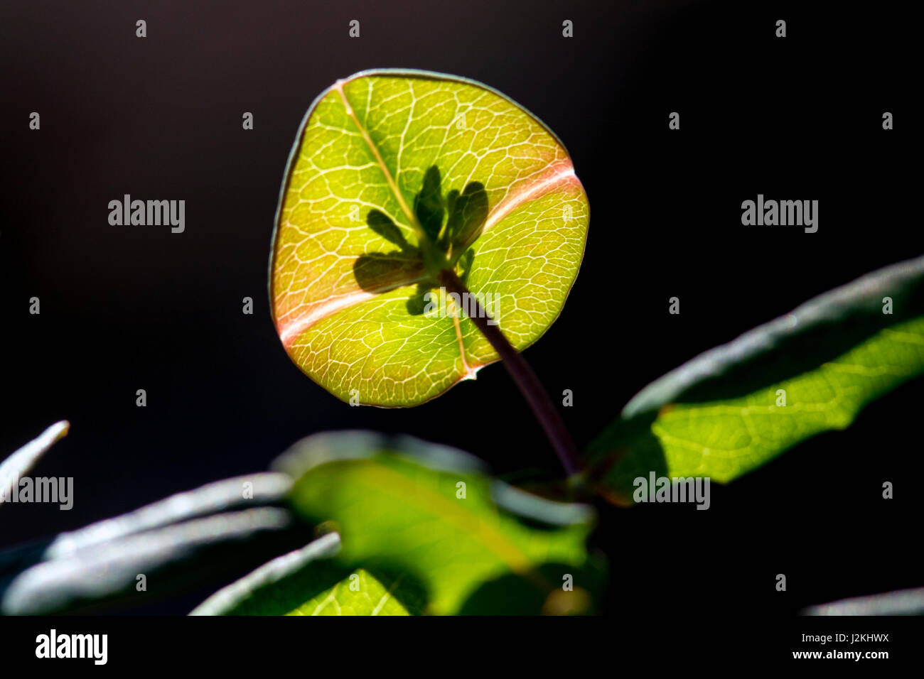 Backlit Leaf Patterns - North Carolina Arboretum, Asheville, North ...