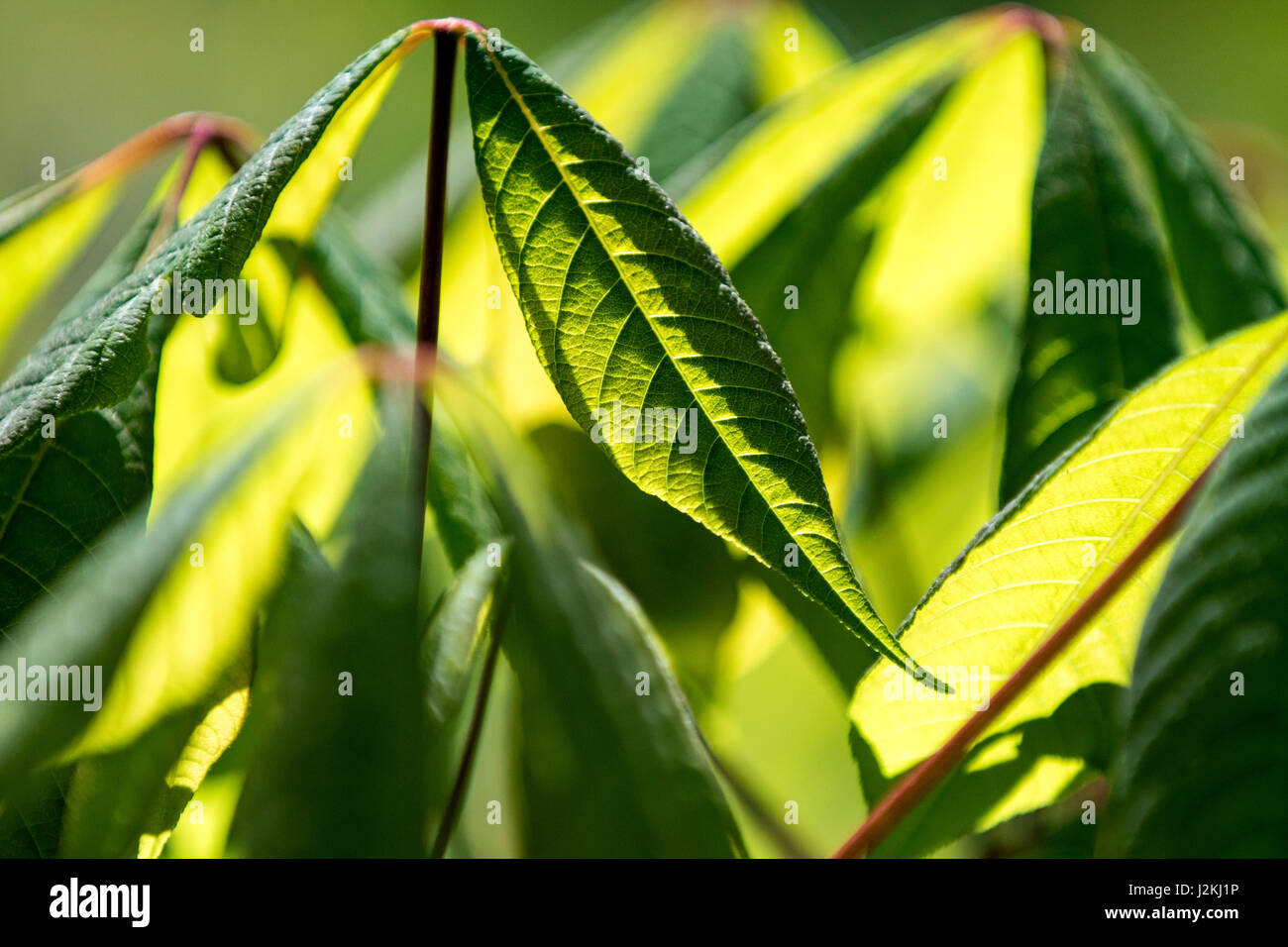 Backlit Leaf Patterns - North Carolina Arboretum, Asheville, North ...
