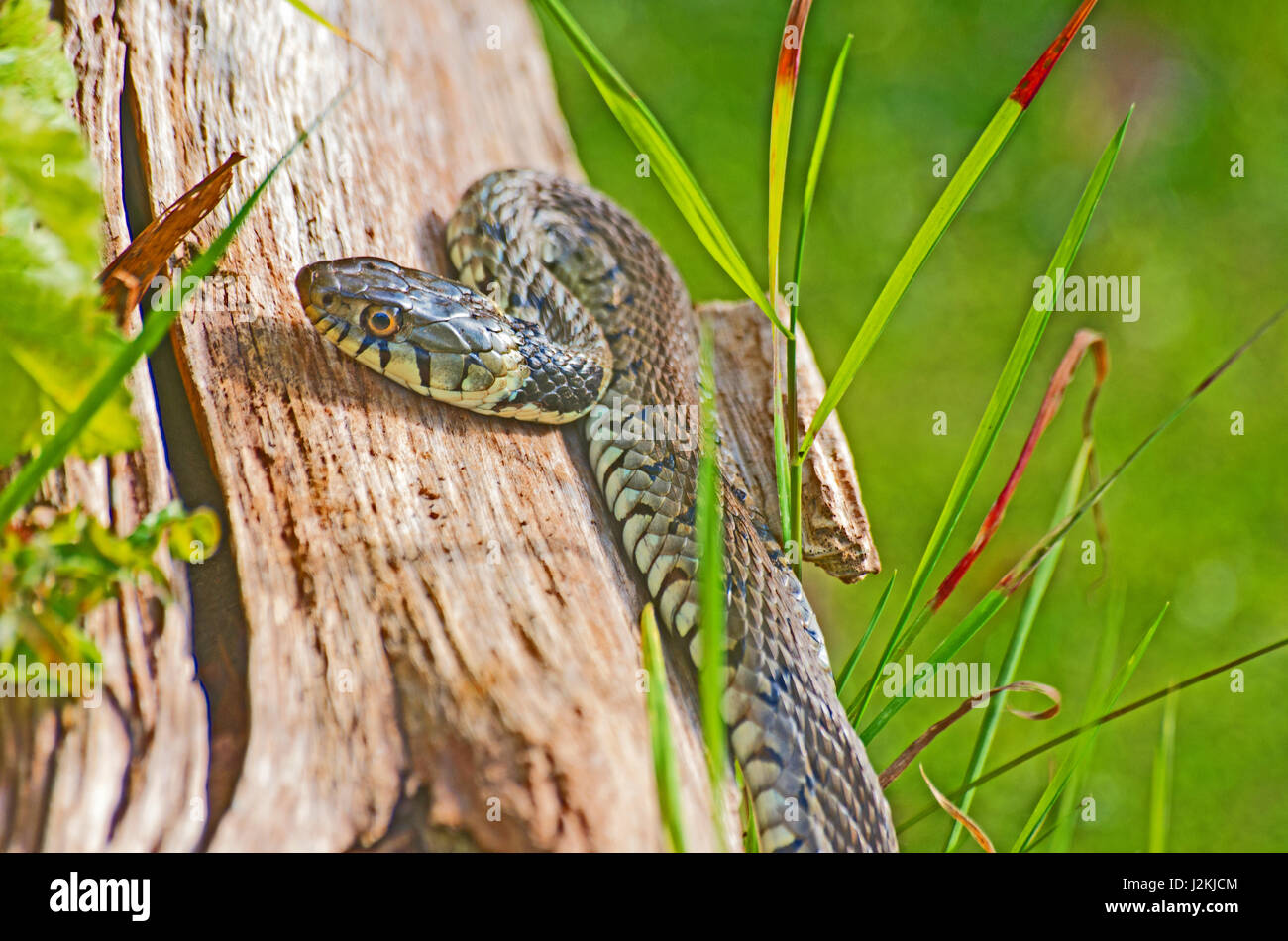 Grass Snake, Natrix Natrix, Surrey Stock Photo - Alamy