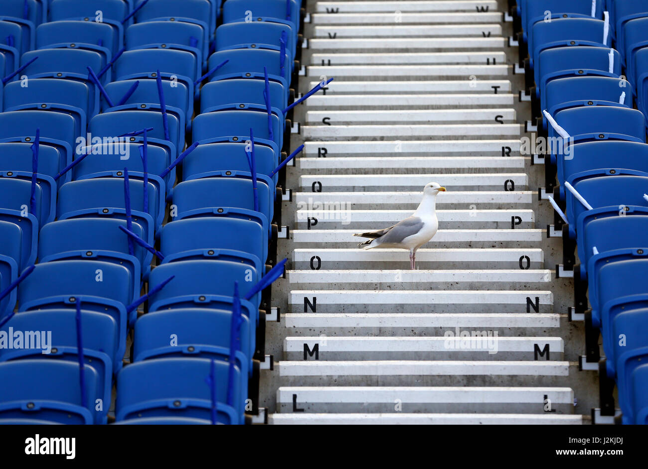 A seagull at the AMEX Stadium, Brighton Stock Photo - Alamy