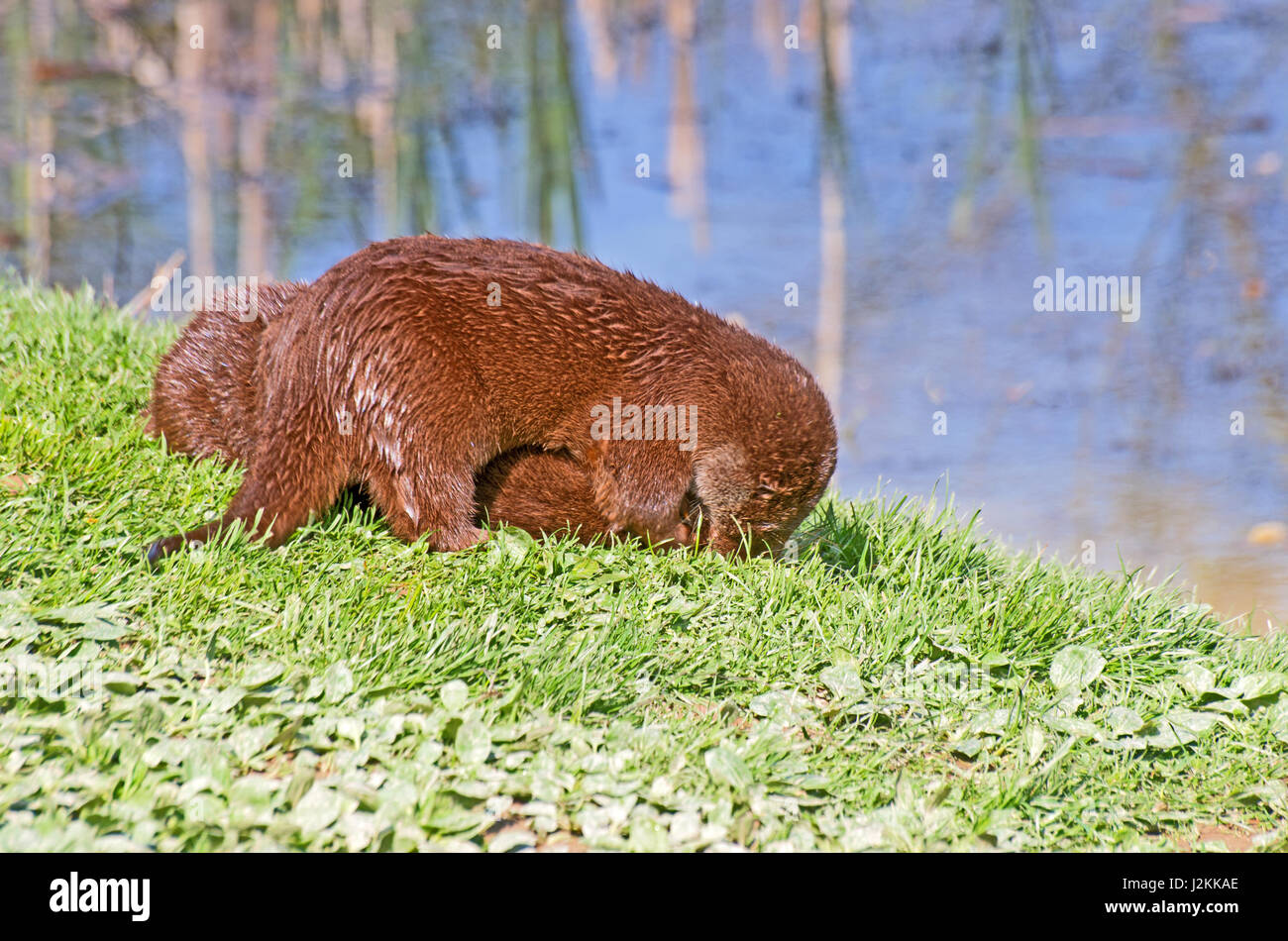 British Otter, Lutra Lutta Stock Photo - Alamy
