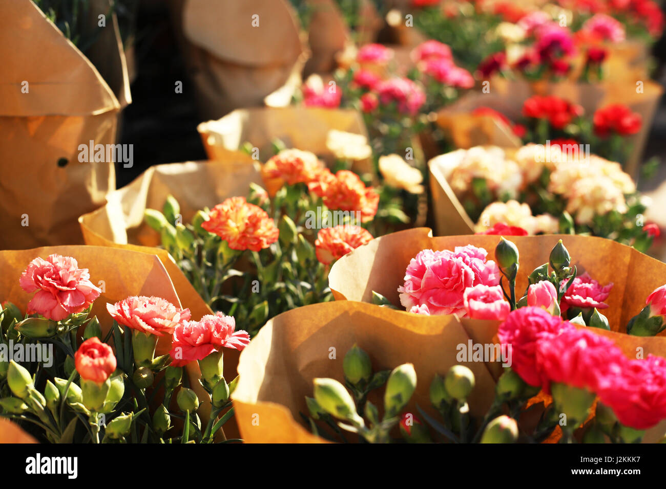 Pink bud carnations flowers in flower market Stock Photo - Alamy