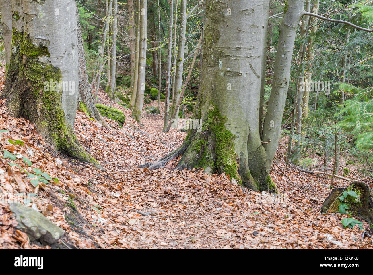 Trail or dirt track in a forest Stock Photo - Alamy