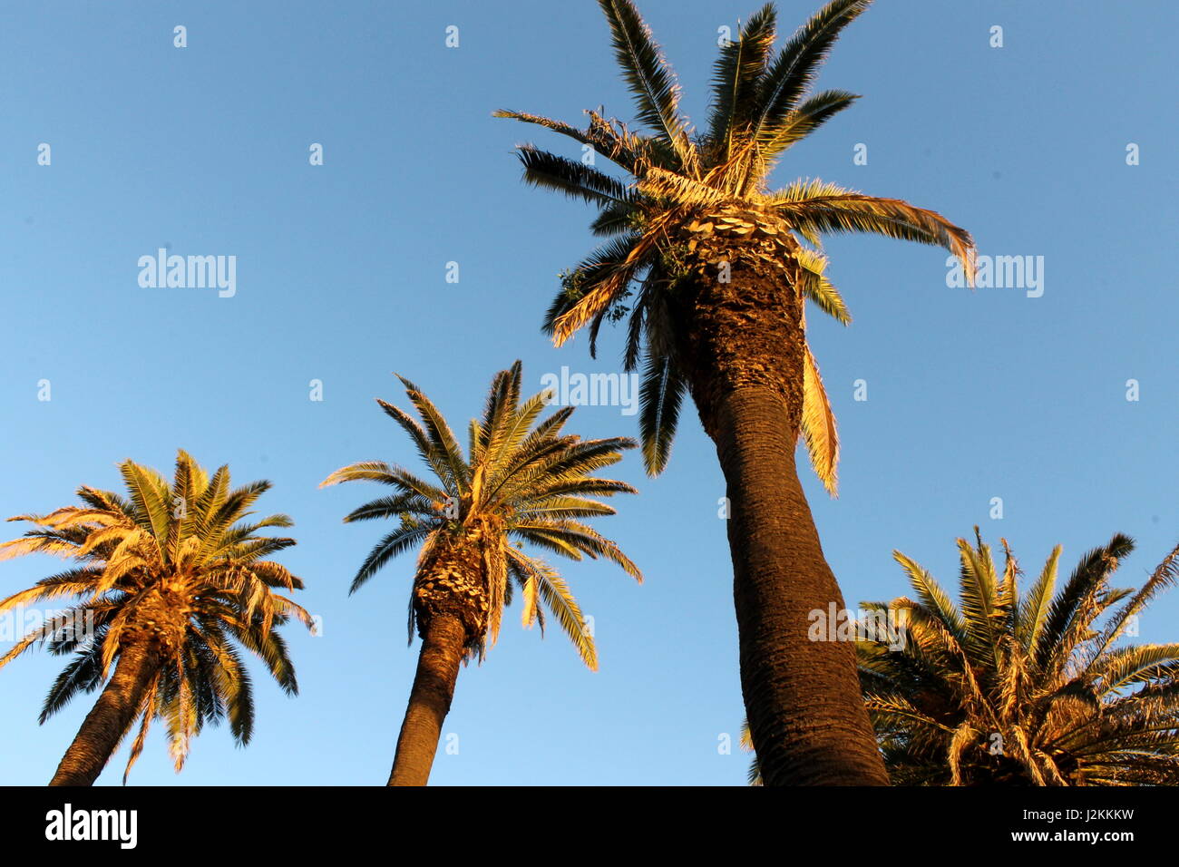 Palm trees in Santa Monica, CA Stock Photo - Alamy