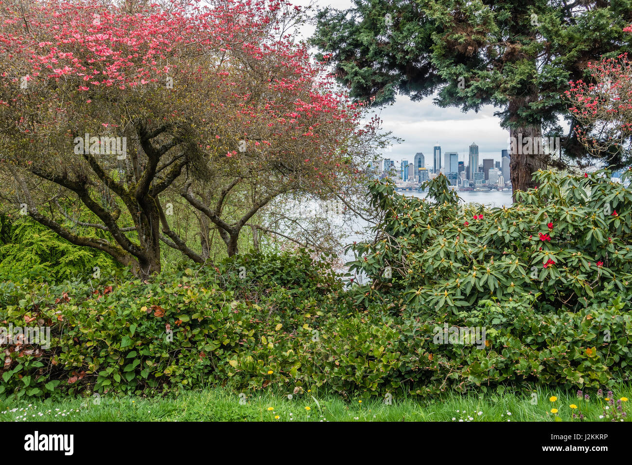 A veiw a Dogwood tree with flowers at Hamilton Viewpoint Park in West ...