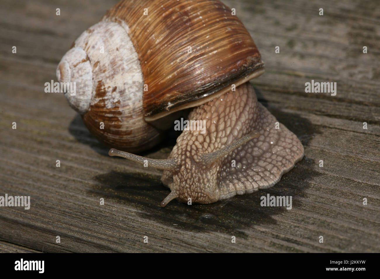 snail on wood Stock Photo - Alamy