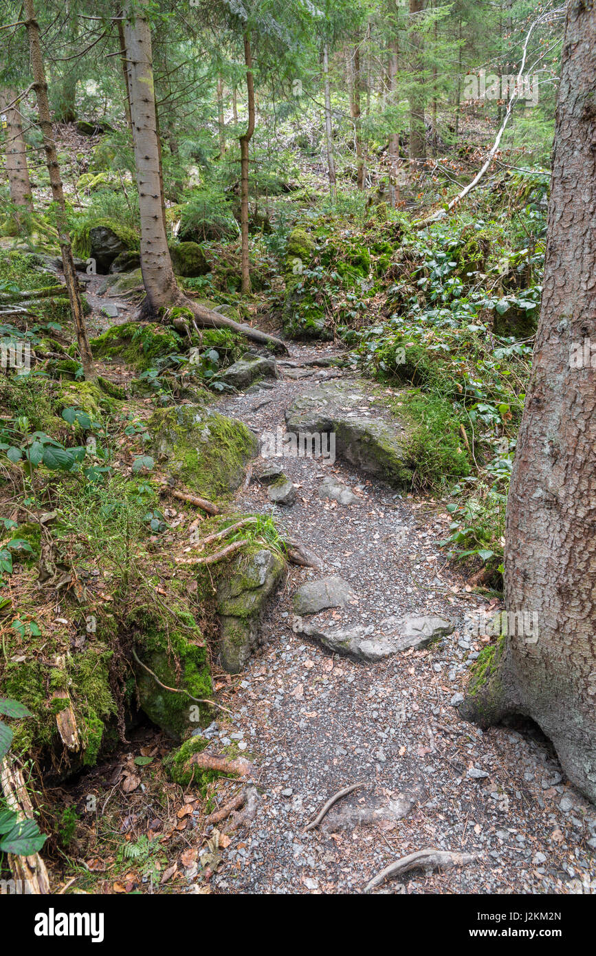Trail or dirt track in a forest Stock Photo - Alamy