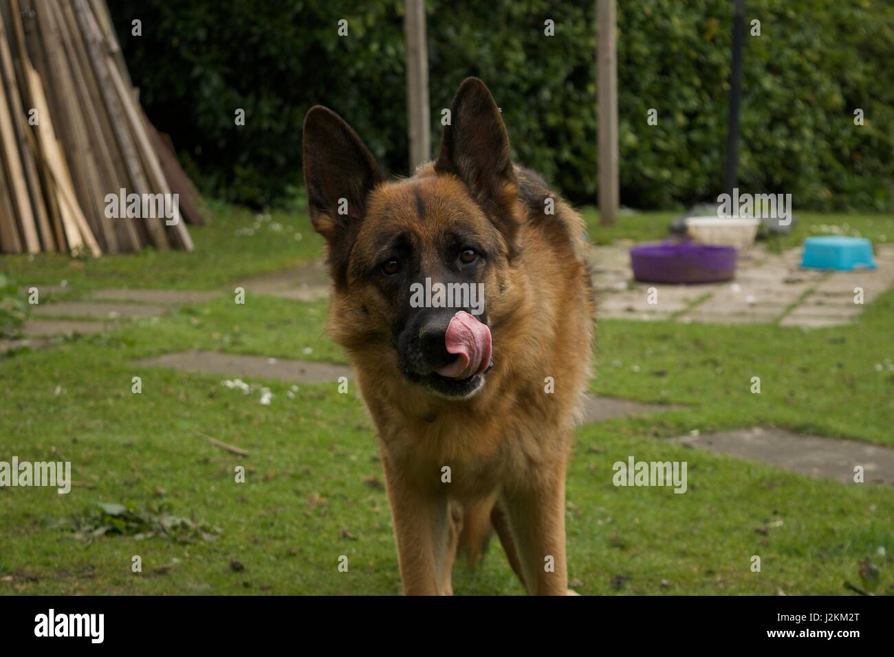 Alsatian dogs hi-res stock photography and images - Alamy