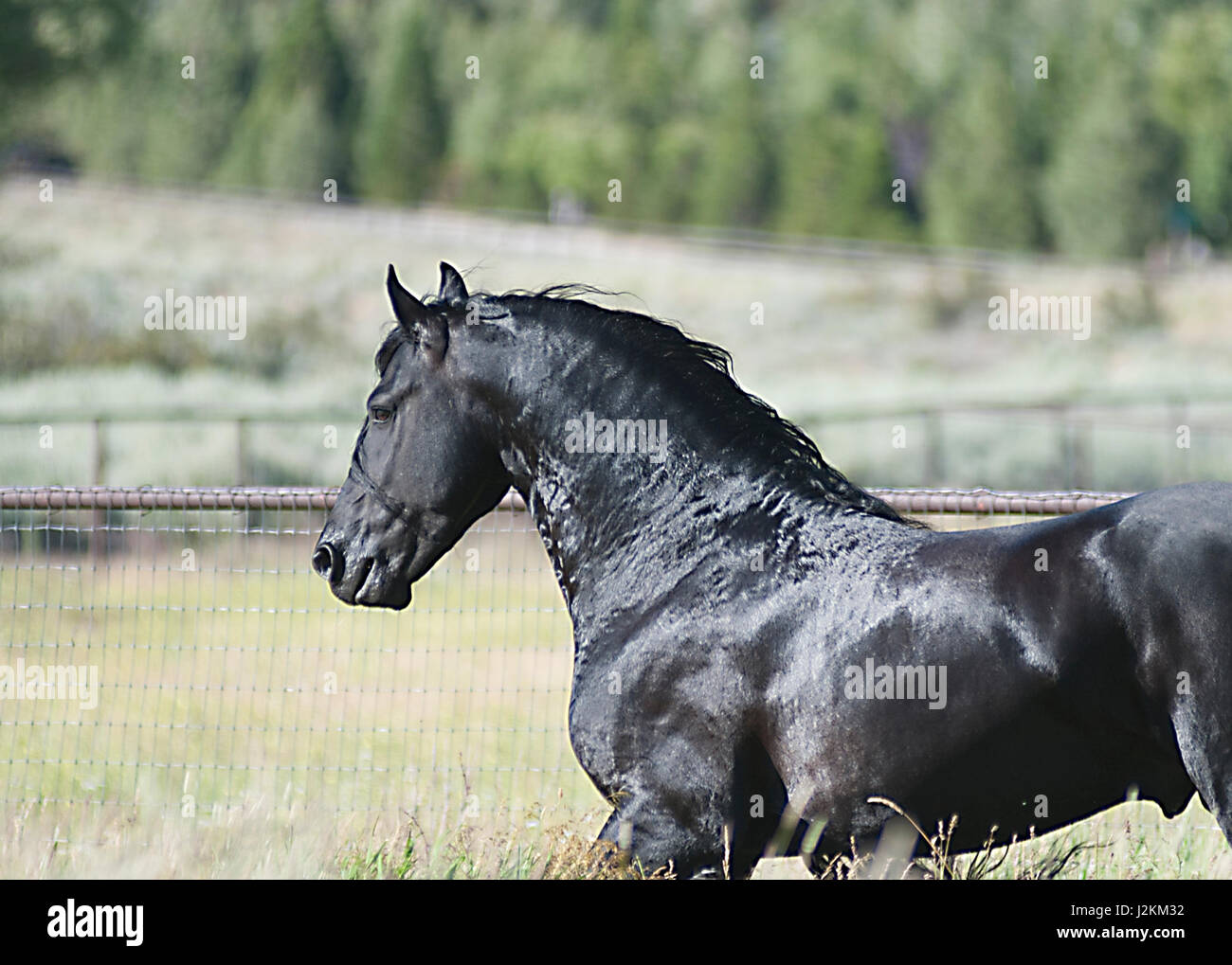 Friesian horse hi-res stock photography and images - Alamy