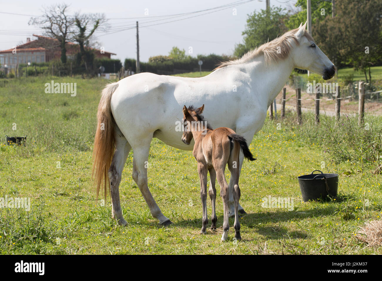 Foal farm hi-res stock photography and images - Alamy
