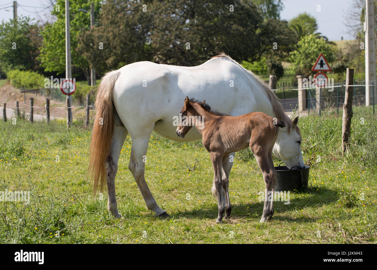 Foal farm hi-res stock photography and images - Alamy