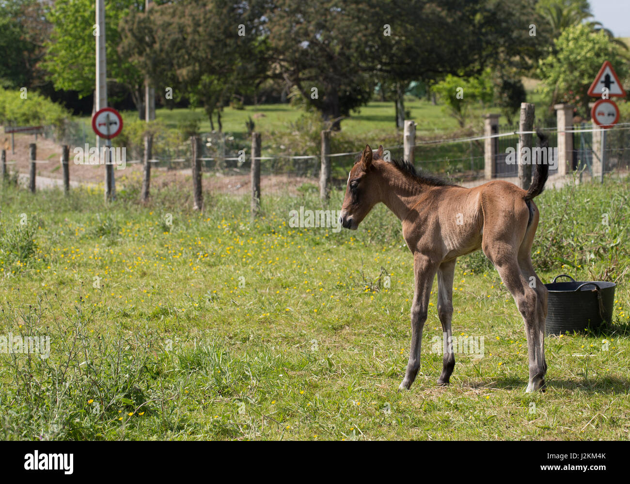 Foal farm hi-res stock photography and images - Alamy