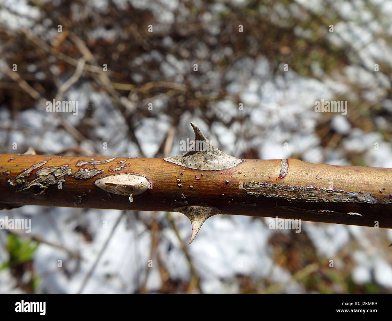 Thorn rose snow winter hi-res stock photography and images - Alamy