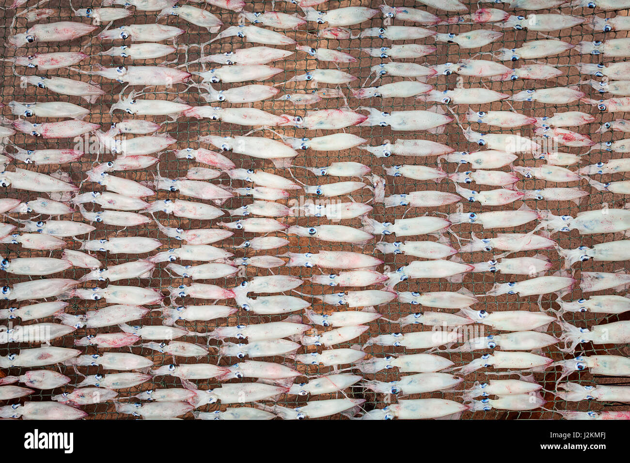Squid pattern hi-res stock photography and images - Alamy