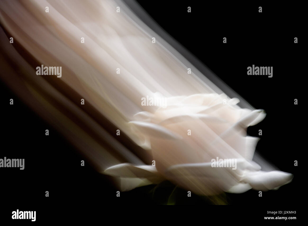 Rose plant movement hi-res stock photography and images - Alamy