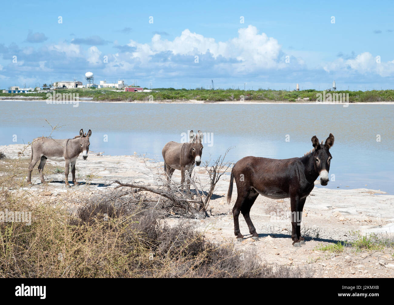 The group of donkeys on Grand Turk island (Turks & Caicos Stock Photo ...