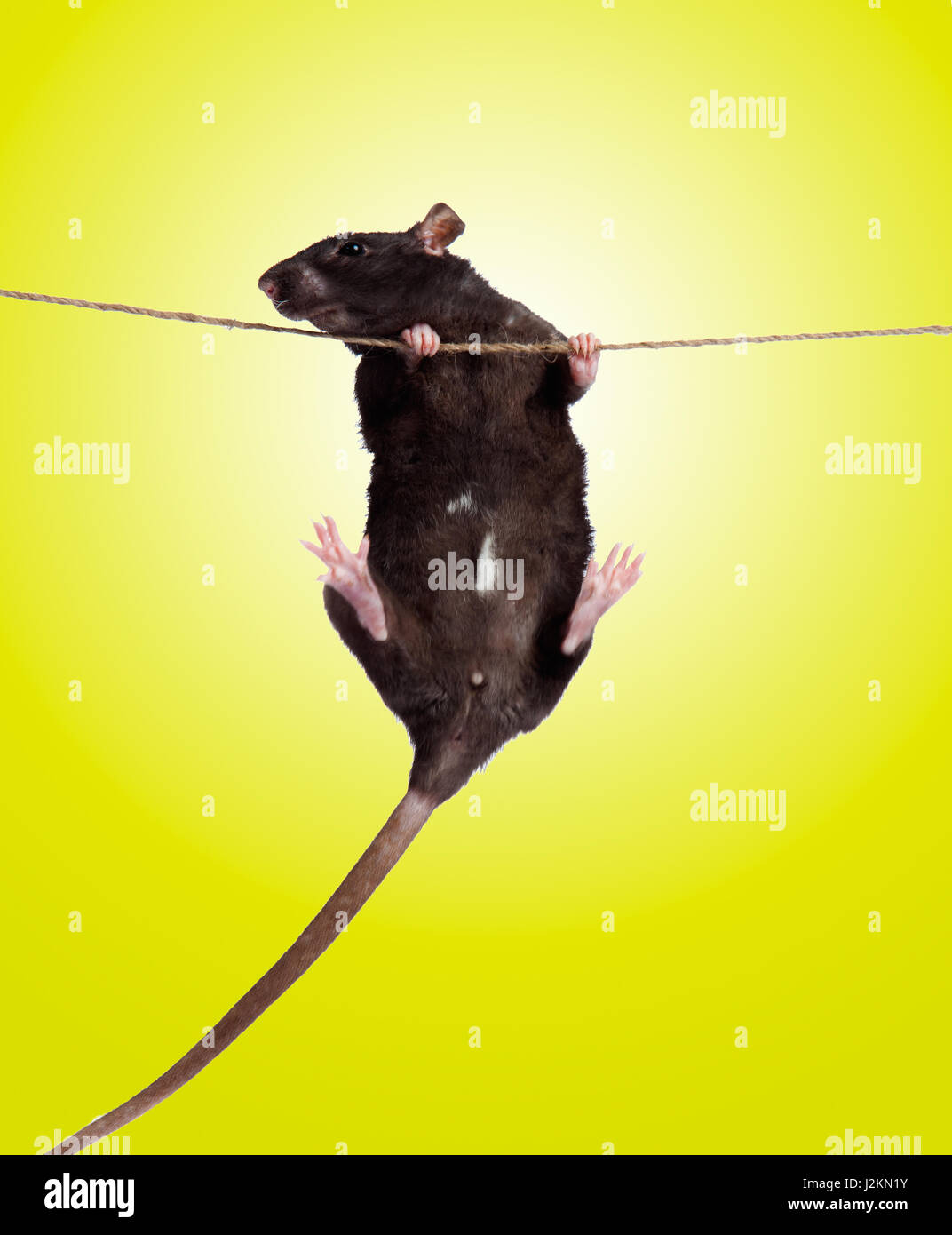 funny little rat on rope Stock Photo - Alamy