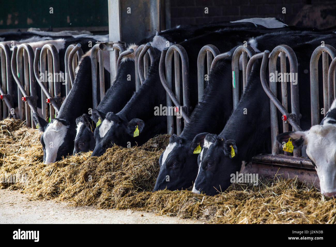 cows in a farm. Dairy cows in a farm Stock Photo - Alamy