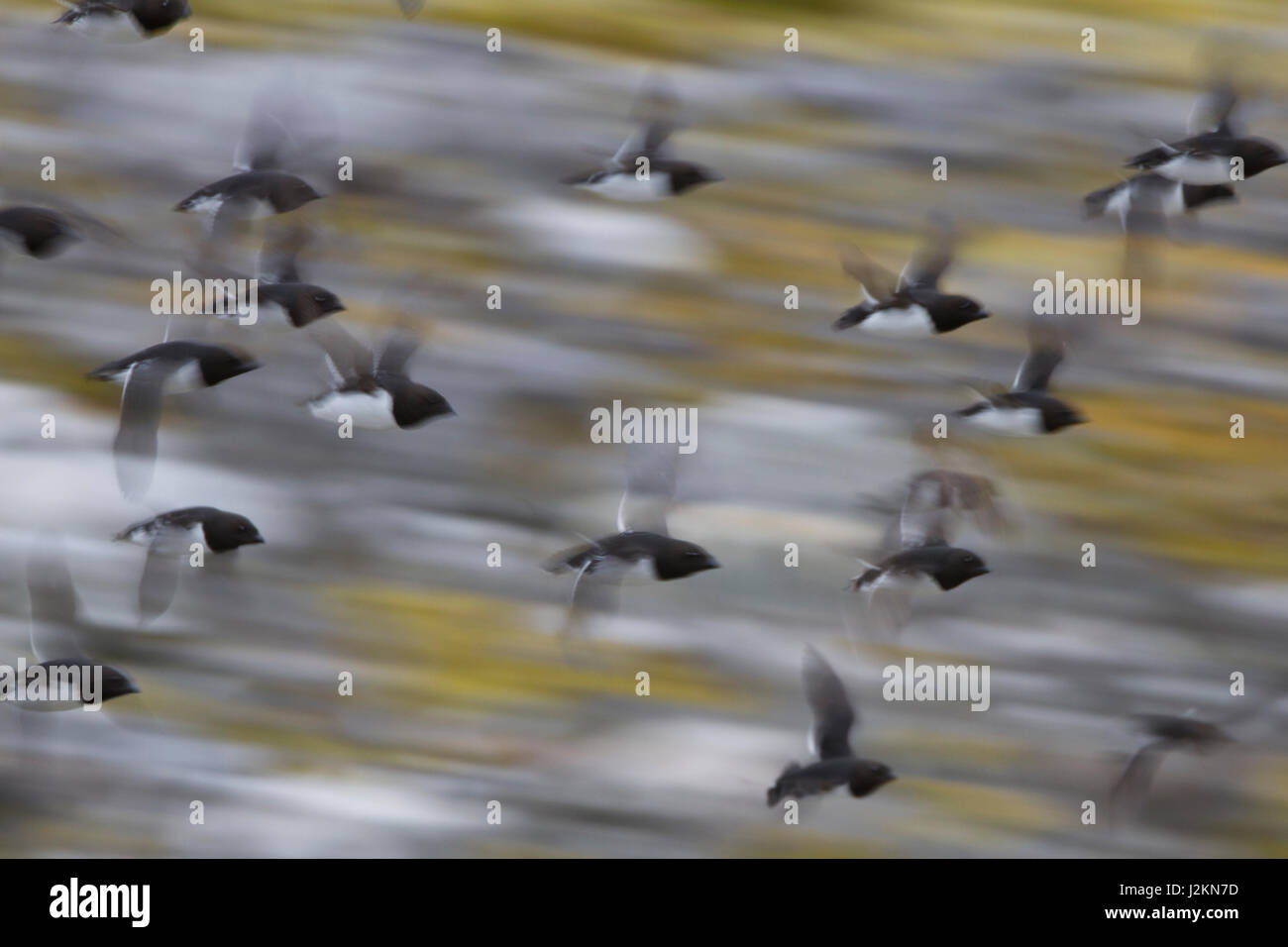 Little Auks in Flight Stock Photo - Alamy