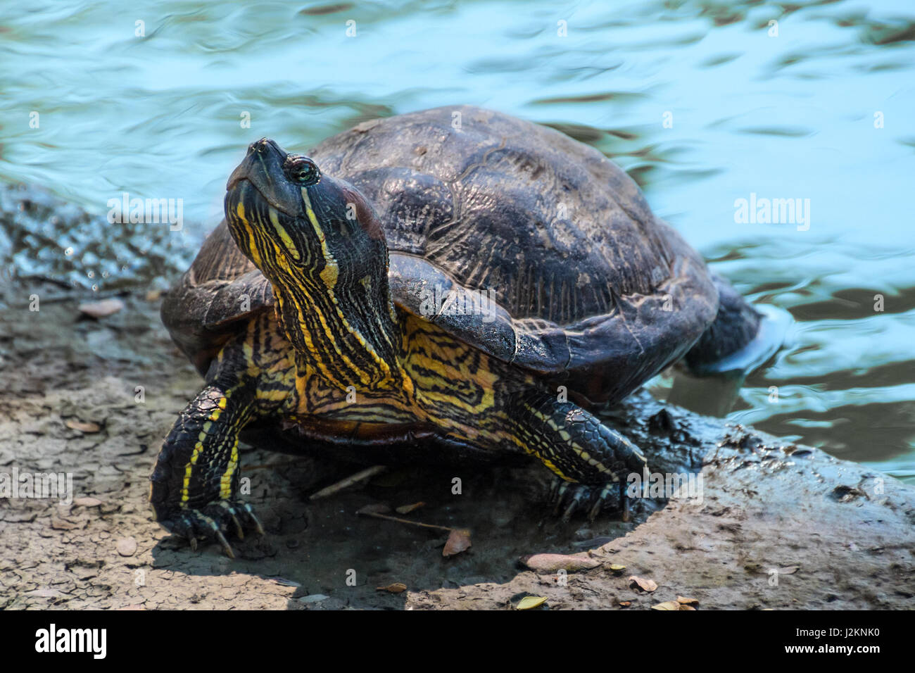 Turtle tortoise taking a bath in the sun to get warm Stock Photo - Alamy