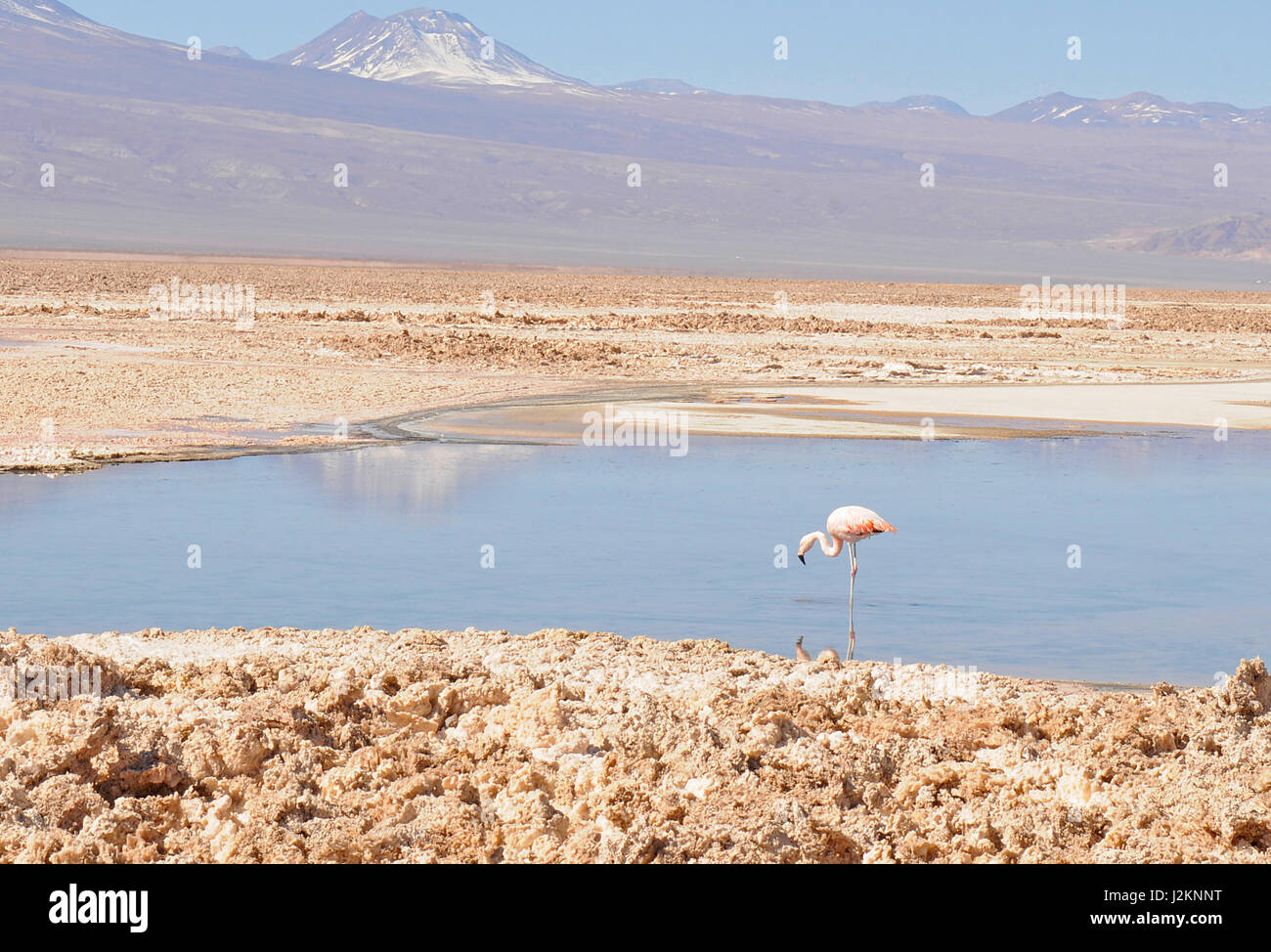 A Flamingo fishes in the Los Flamencos National Reserve outside of San ...