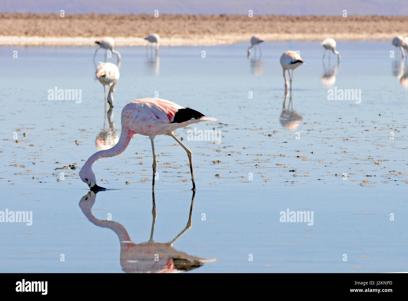 Los flamencos national reserve hi-res stock photography and images - Alamy