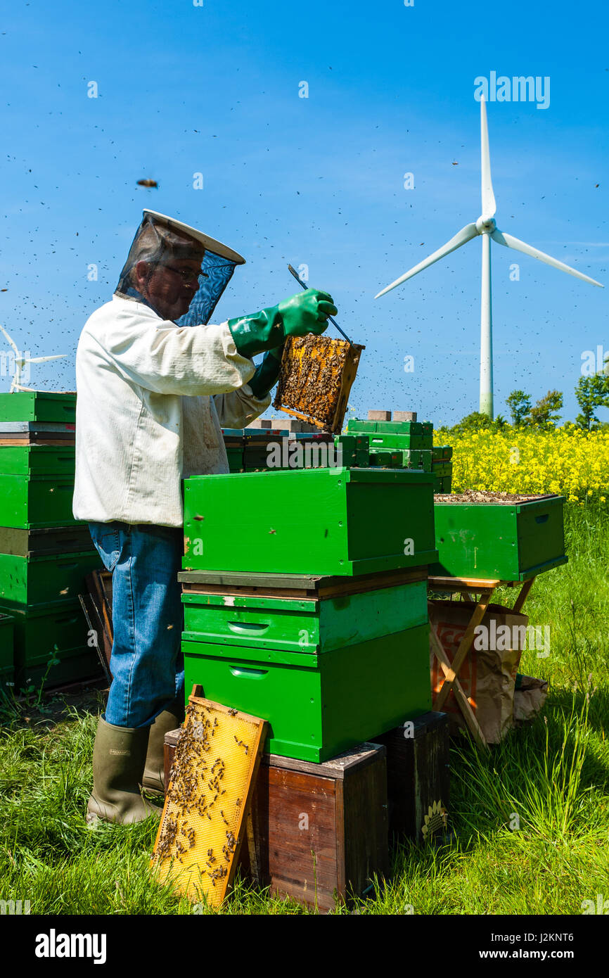 beekeeper holding bees and honeycomb Stock Photo - Alamy