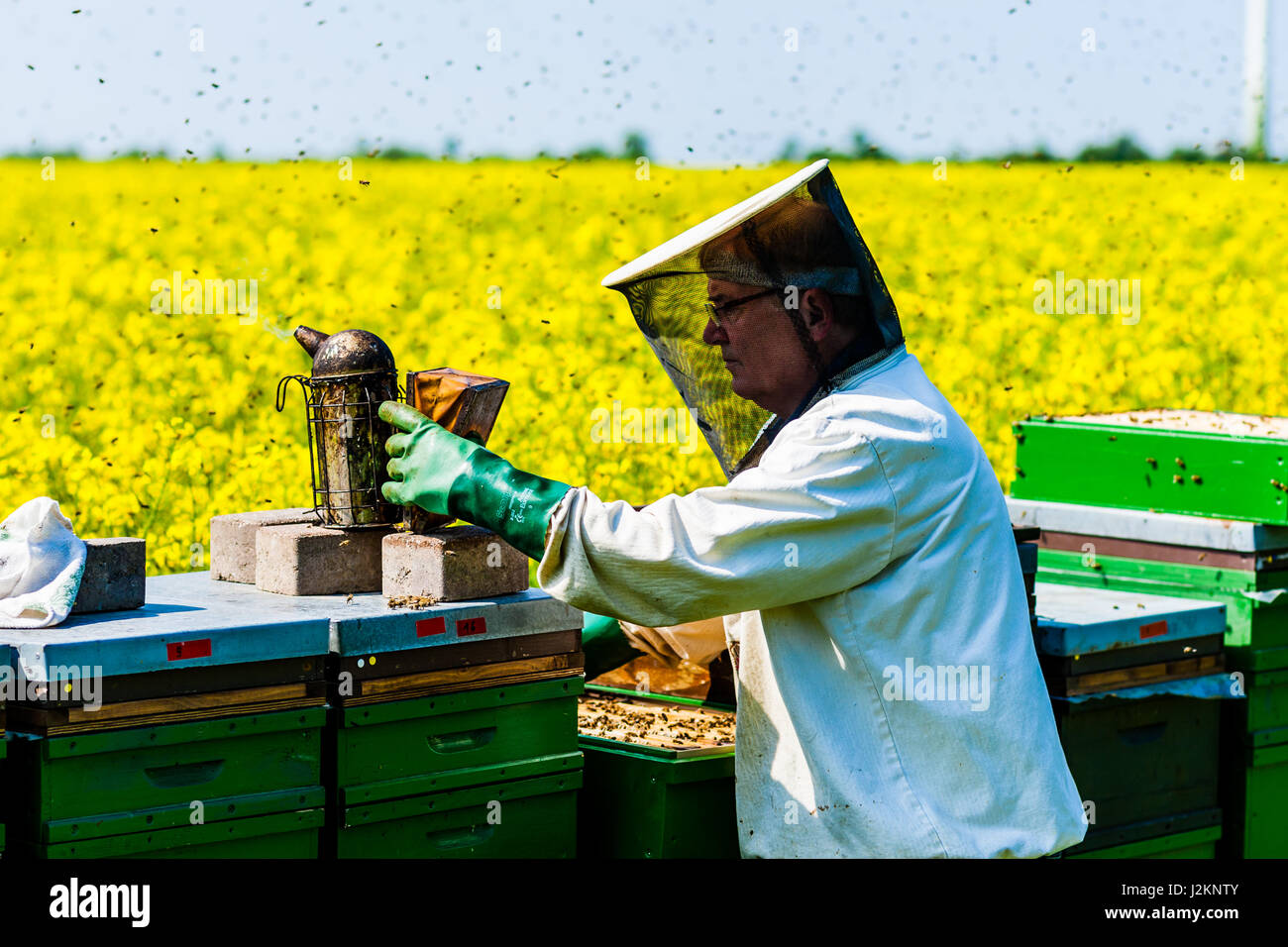 beekeeper holding bees and honeycomb Stock Photo - Alamy